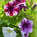 What is the Difference Between Petunias and Wave Petunias? – Flower ...