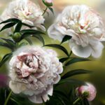 How To Dry Peonies? (A Step-by-Step Guide) – Flower Pursuits