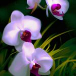 How to Identify Orchids? (A Step-by-Step Guide) – Flower Pursuits