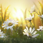 Can You Eat Daisy Flowers? Learn The Facts Here – Flower Pursuits