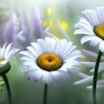How Many Petals Does a Daisy Flower Have? (Surprising Answer) – Flower ...