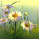 What Does a Daisy Flower Look Like? (A Visual Guide to Identifying ...