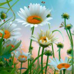 What Is a Daisy Flower? (A Comprehensive Guide) – Flower Pursuits