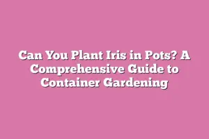 Can You Plant Iris in Pots? A Comprehensive Guide to Container ...