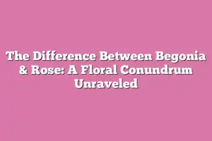 The Difference Between Begonia & Rose: A Floral Conundrum Unraveled ...