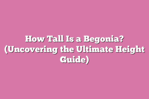 How Tall Is a Begonia? (Uncovering the Ultimate Height Guide) – Flower ...