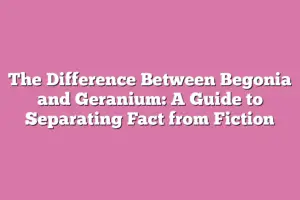 The Difference Between Begonia and Geranium: A Guide to Separating Fact ...