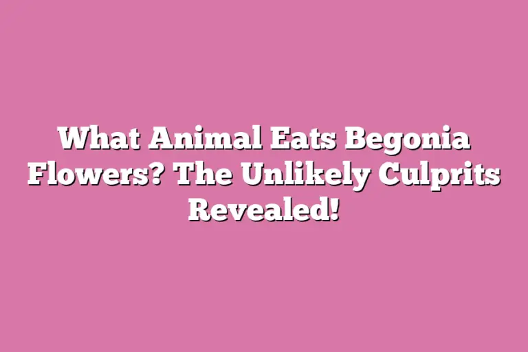 What Animal Eats Begonia Flowers? The Unlikely Culprits Revealed ...